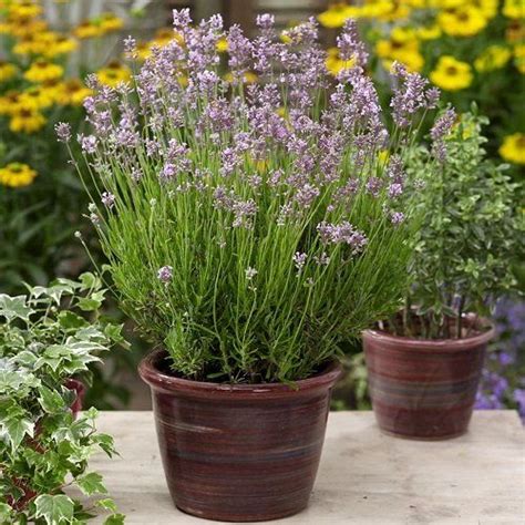 41 Best Types Of Lavender Varieties To Grow Artofit