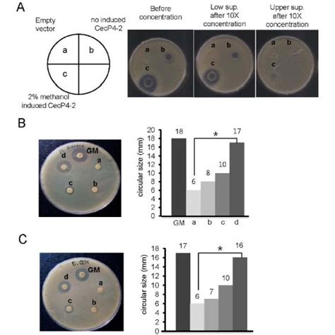 Identification Of The Integrated Ppiczacecp4 Recombinant Plasmid Into