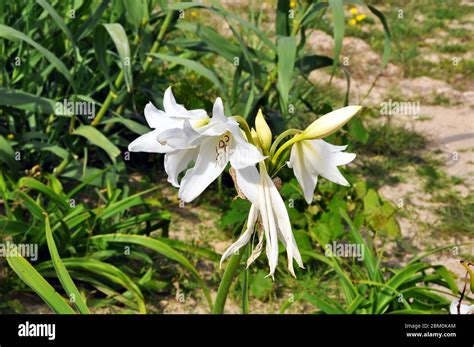 Madonna Lily Care Learning To Grow Lilium Candidum Tolb