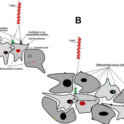 Cell Surface Markers Are Preferable Targets For Antibody Mediated Download Scientific Diagram