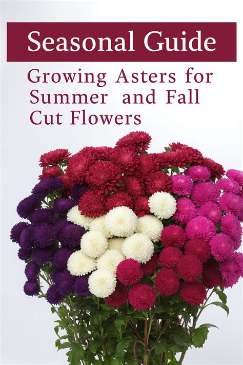 Seasonal Guide Growing Asters For Summer And Fall Cut Flowers