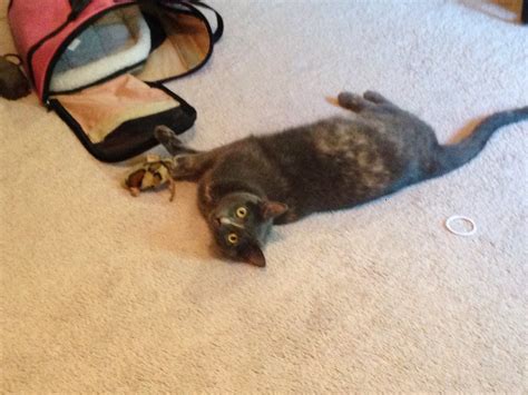 Stellakitty Best Adult Videos And Photos