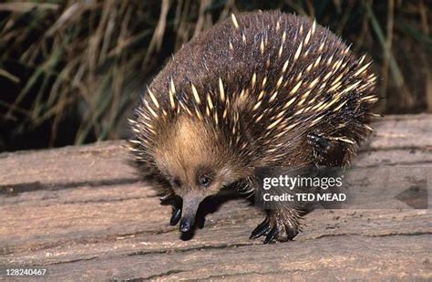 Cute Echidna Photos And Premium High Res Pictures Getty Images