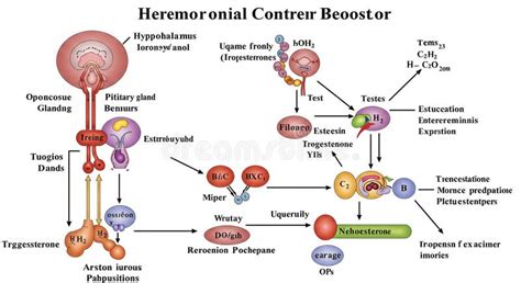 Diagram Resembling A Complex Biological System Possibly Hormonal Pathways With Stock