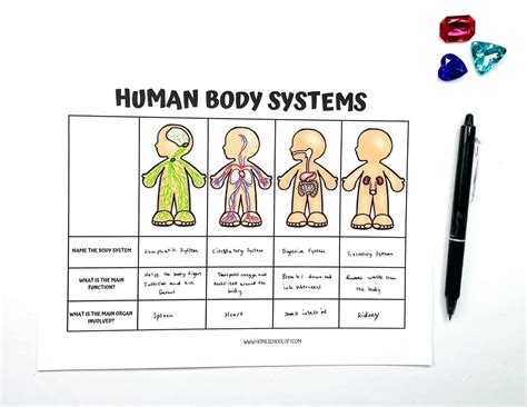 Free Printable Human Body Systems Worksheets Duck Printable