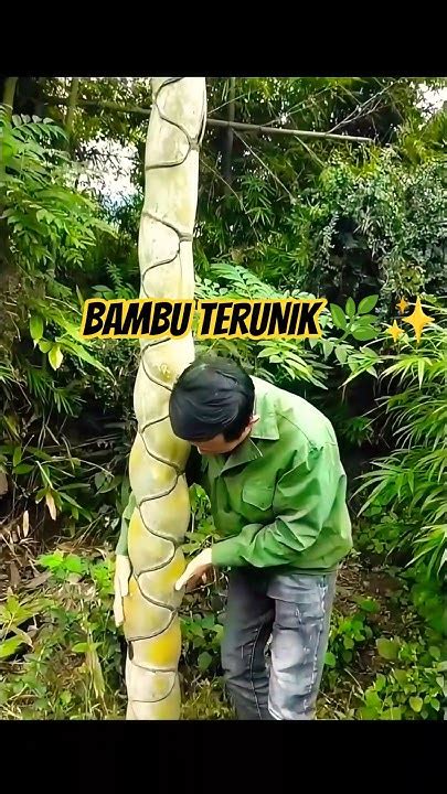 Bambu Dengan Bentuk Paling Unik Di Dunia 🌱 Shorts Bambu Bambuunik Pertanian Faktamenarik