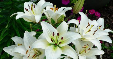 Independent Agriculture About The Lily Flower And Plant Cultivation