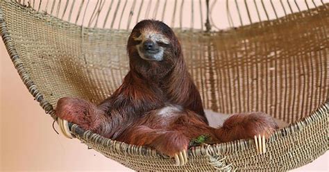 This Sloth Is Sitting All Chill In The Chair And He Is Amazing And I Love Him And I Love You But