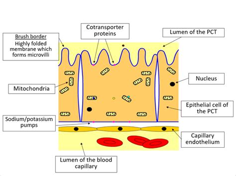 Selective Reabsorption Edexcel Int A Level Biology Teaching Resources
