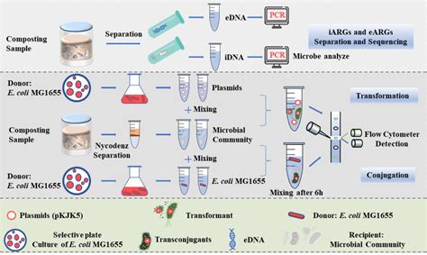 陈志强、温沁雪教授课题组cej： 臭氧抑制堆肥微生物群落中抗生素抗性基因的水平基因转移研究