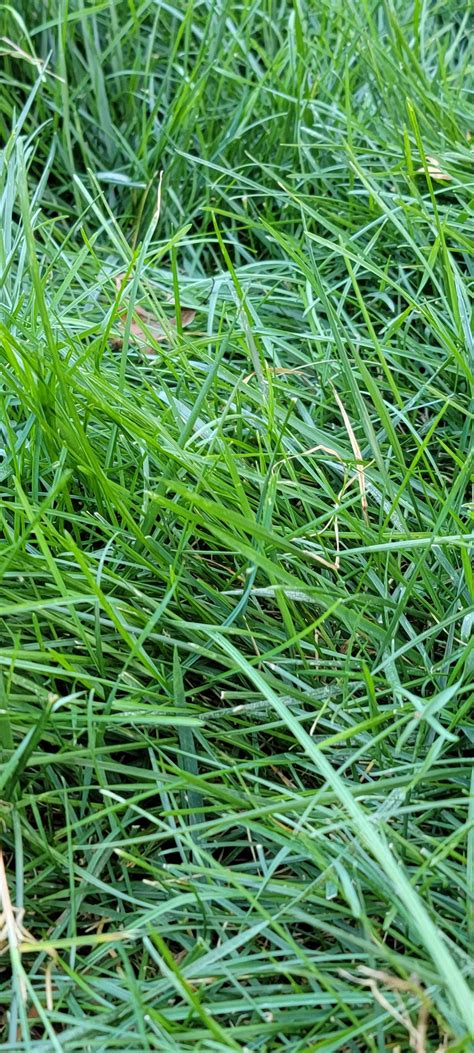 Grass Type Identification Help Rlawncare