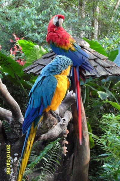 이슈유머 전형적인 남미새 특징