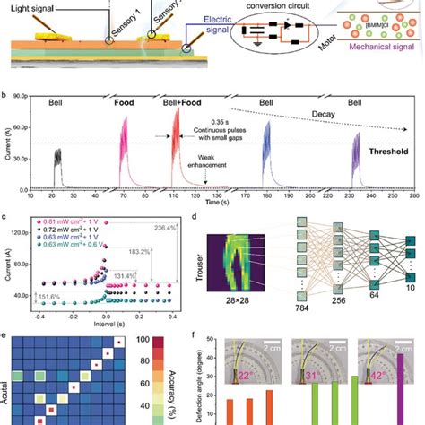 A Schematic Diagrams Of Biological Neuron And Synapse And Of