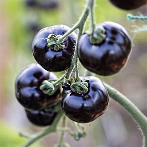 Black Tomatoes Seeds