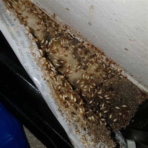Termite Treatment Seri Kembangan Selangor Kuala Lumpur Kl Malaysia