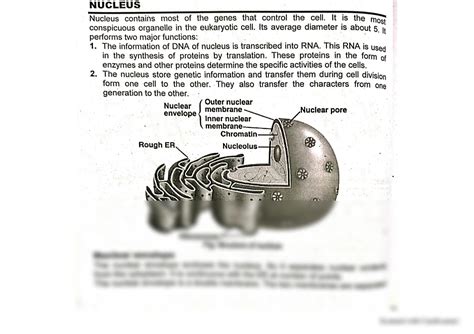 Solution Nucleus Nuclear Envelope Chromosomes Nucleolus Studypool