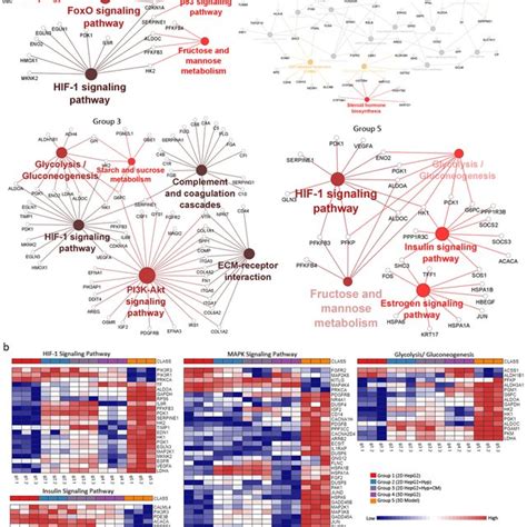 Pathway Clustering Analysis And Heatmap Representation Of Experimental