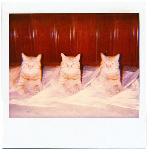 Color Polaroid One Cat X 3 By Mrwaterslide On Flickr Cats Cat Site