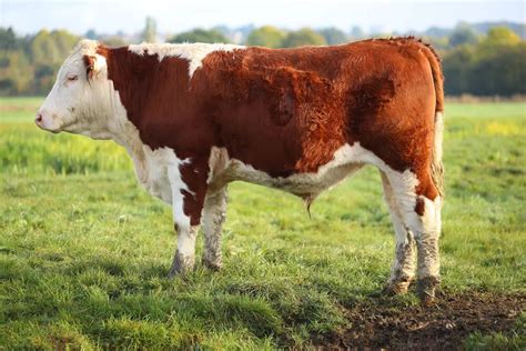 Do Male Cows Have Udders Our Answer Is Utterly Surprising Outdoor
