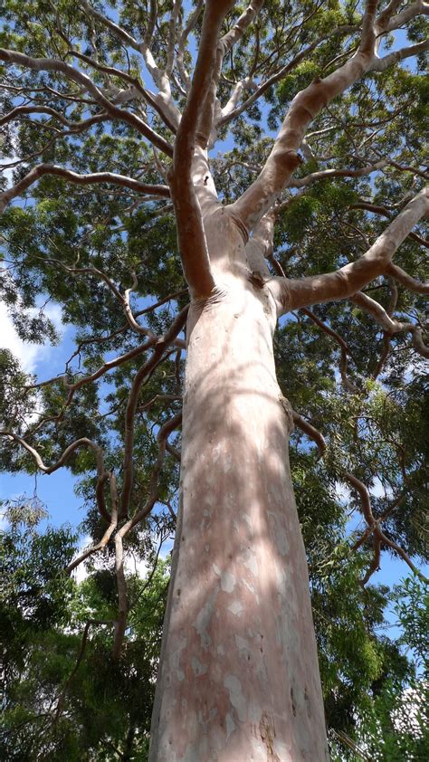 Tree Logic How Do Trees Access The Internet They Log