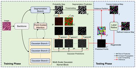 Weakly Supervised Nuclei Segmentation With Point Guided Attention And