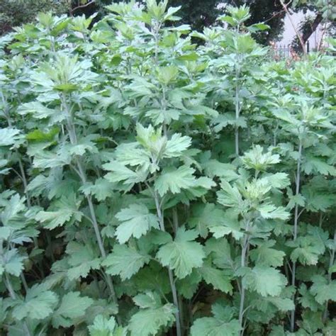 艾草种子食用药用驱蚊草艾叶种籽野生大小叶艾蒿青蒿种植四季驱蚊 阿里巴巴