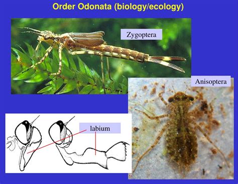 Ppt Order Odonata Powerpoint Presentation Free Download Id5396097