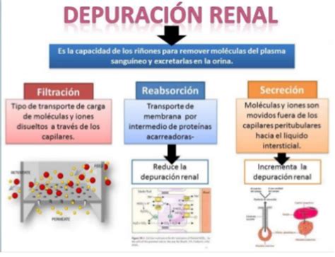 Depuración De Proteínas