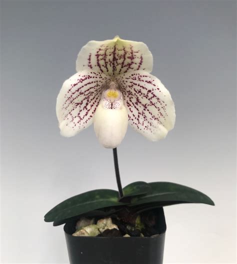 Paph Qf Mini Orchidweb