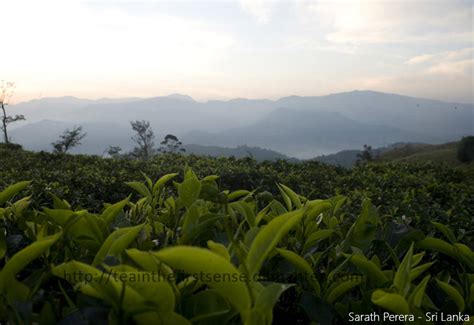 Tea In The First Sense Sarath Perera