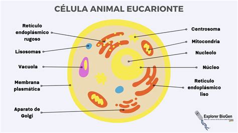 De La Célula A Los Tejidos Y órganos Explorer Biogen