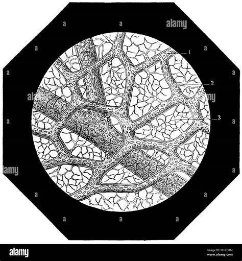 Capillary Network Seen Under The Microscope Illustration Of The 19th