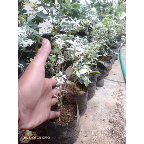 Jual Bibit Anting Putri Varigta Putih Original 20 25cm Shopee Indonesia