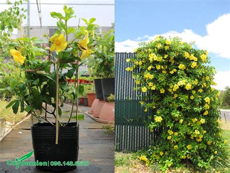 Những Loại Cây Trồng Hàng Rào Tuyệt đẹp Dễ Trồng Sống Lâu