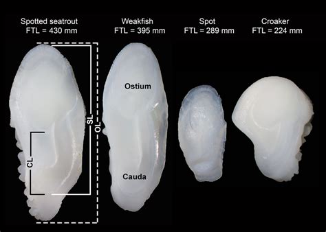 Right Otoliths From Prey Species Showing Measurements Of Otolith Length