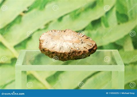 Fossilized Nut Stock Image Image Of Fossilize Hard Fossilized Nut Stock Image Image Of Fossilize Hard