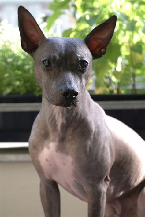 American Hairless Terrier Breeders In The Usa With Puppies For Sale