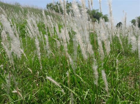 Characteristics Of Thatch Grass Stock Image Image Of Weeds Color