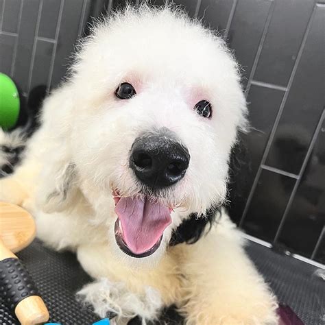 Full Grown Sheepadoodle Size Guide
