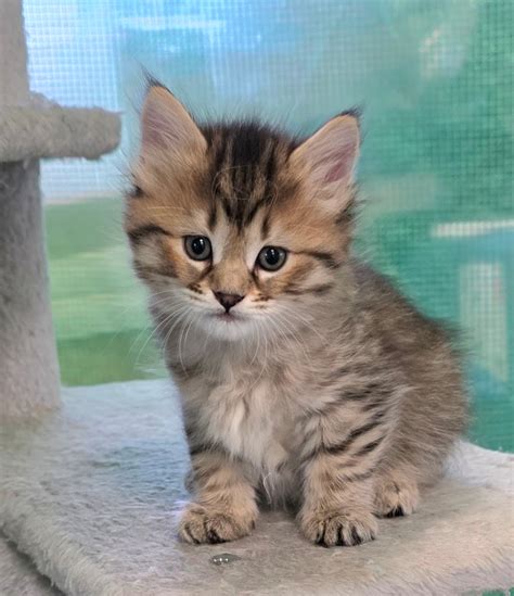 Nw Pixie Paws Pixiebobs Sumas Wa