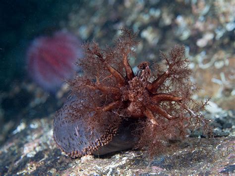 Echinoderms Echinodermata