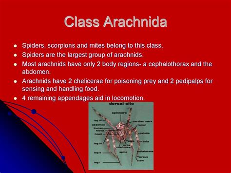 Introduction And Classification Of Arthropods презентация онлайн