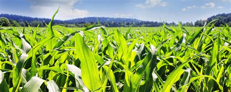field scale crop yield prediction noemi vergopolan