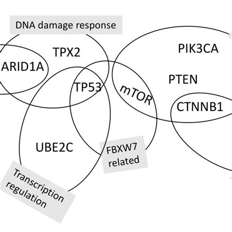 Functional Grouping Of Candidate Genes For Potential Risk Download