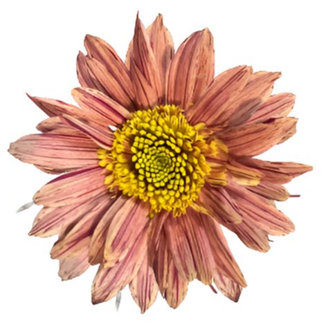 Mum Cremon Serenity Peach Gall Swflorist