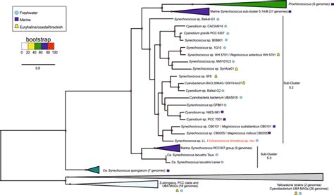 Phylogenomics Of Vulcanococcus Limneticus Sp Nov Two Hundred