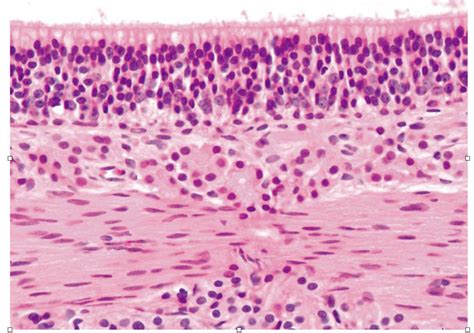 Histo Pt 2 Olfactory Mucosa Diagram Quizlet