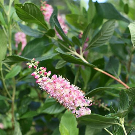 Clethra Alnifolia Ruby Spice Horsford Gardens And Nursery