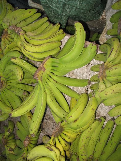 Musa X Paradisiaca Pha Tad Ke Botanical Garden