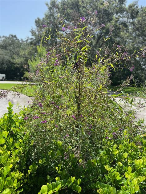 Cutleaf Coneflower — Florida Native Plants Nursery And Landscaping